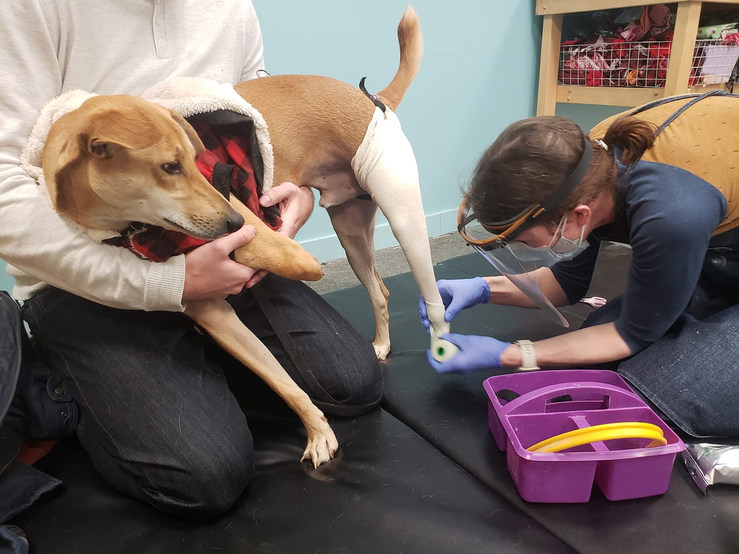 Leo—A Special Needs Dog, Loving Life on Two Legs – Anitha Rao-Robinson