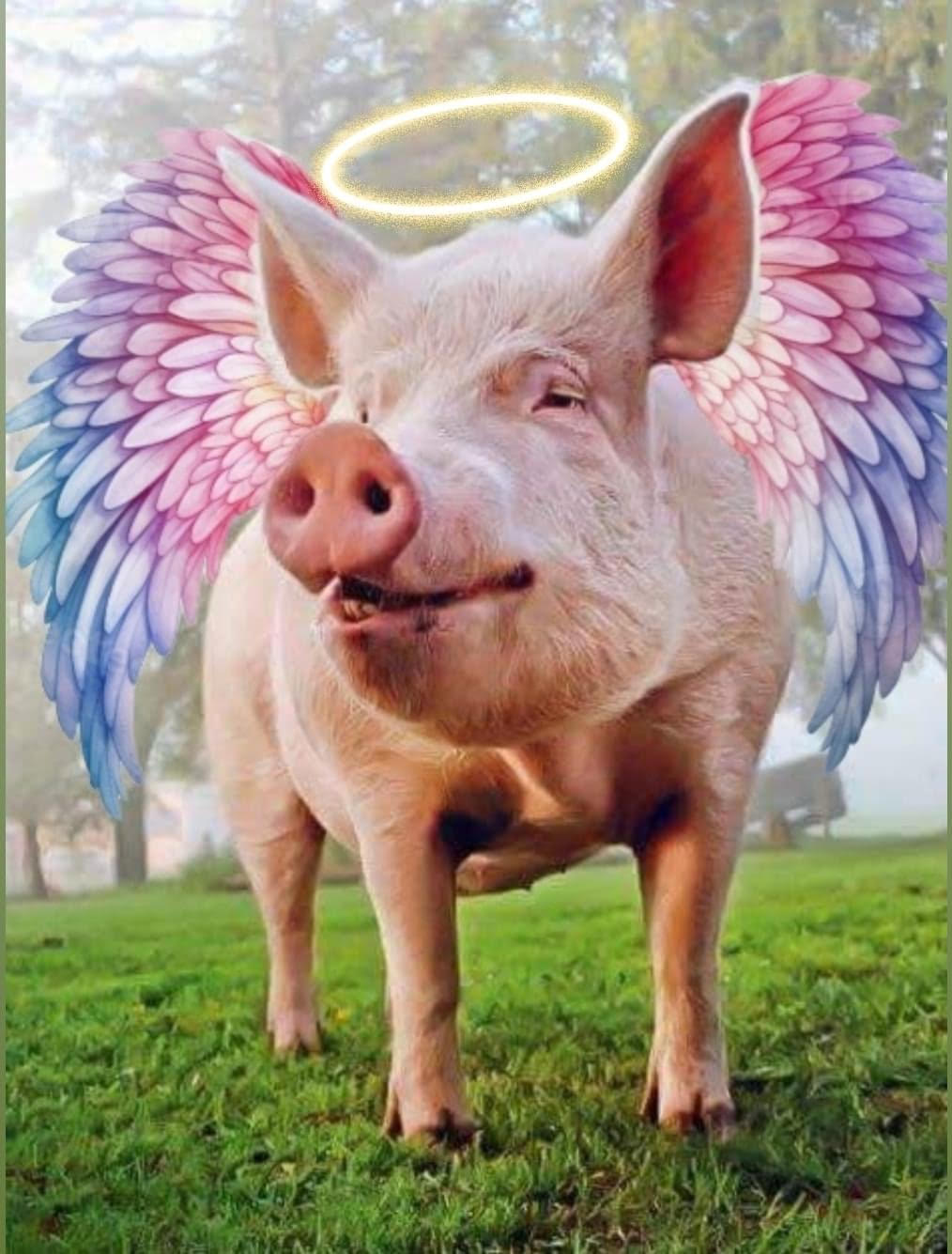 Episode 71: Kindness Is Loving A Pig Named Esther – Anitha Rao-Robinson
