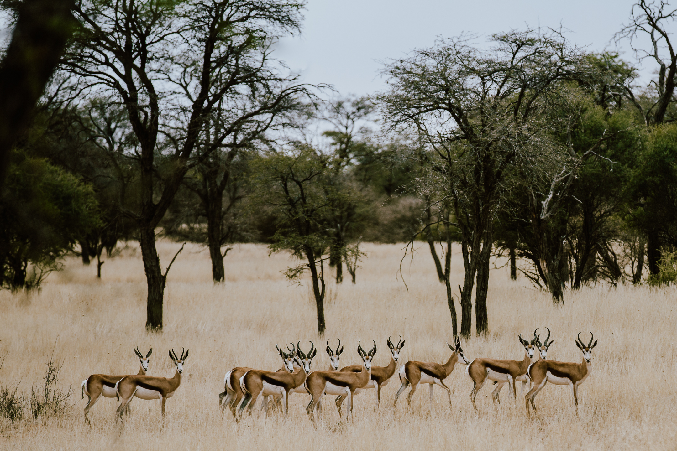 Episode 72: Kindness Is Loving Sirga the Lioness – Anitha Rao-Robinson