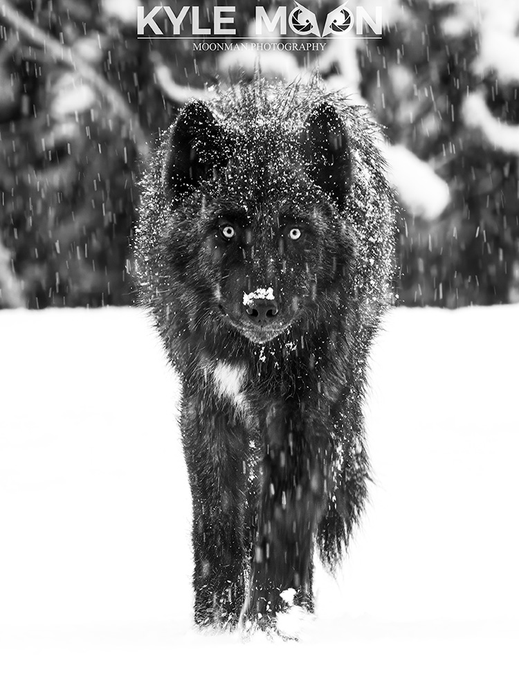 Episode 126:Kindness Is Moonman Photography—How photos have the power to connect us with the ...