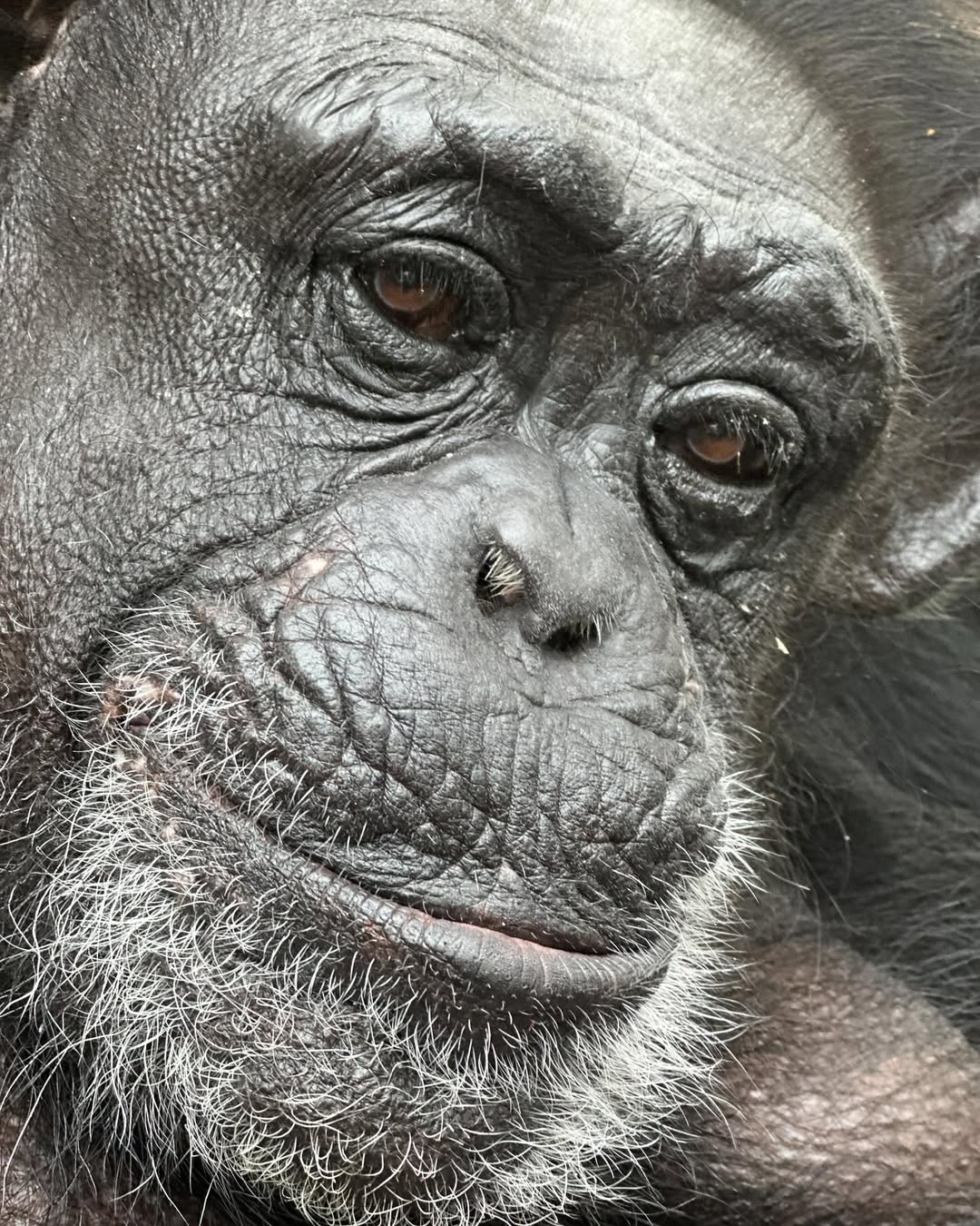 Episode 130: Kindness Is Fauna Foundation—Canada’s only chimpanzee ...