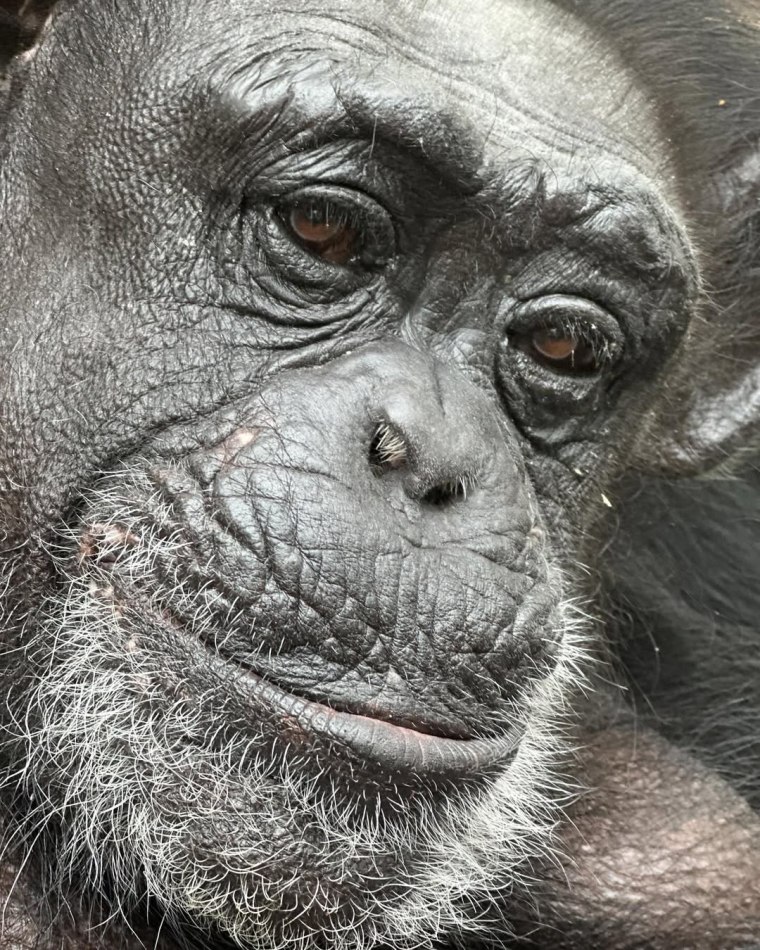 Episode 130: Kindness Is Fauna Foundation—Canada’s only chimpanzee ...