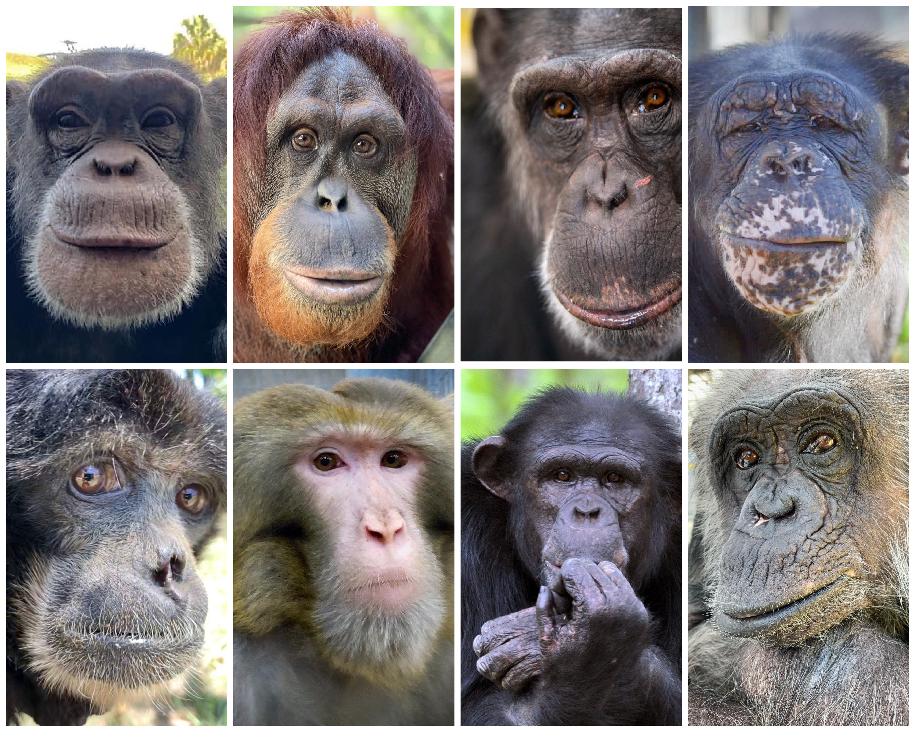 Episode 136:Kindness Is Helping Primates Together—How a group of ...